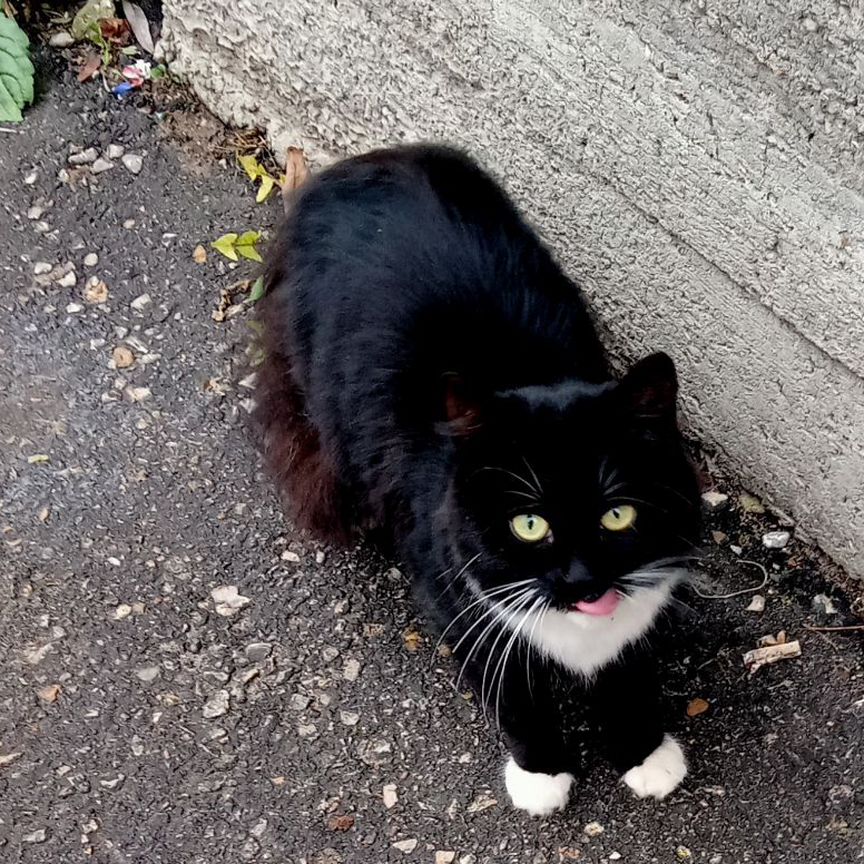 Взрослая кошка в добрые руки