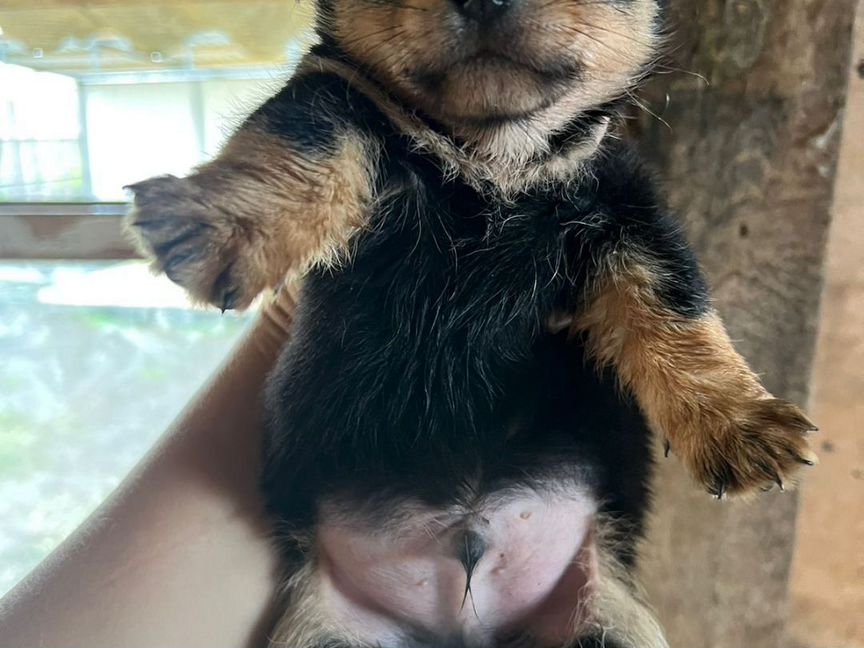 Щенки в добрые руки