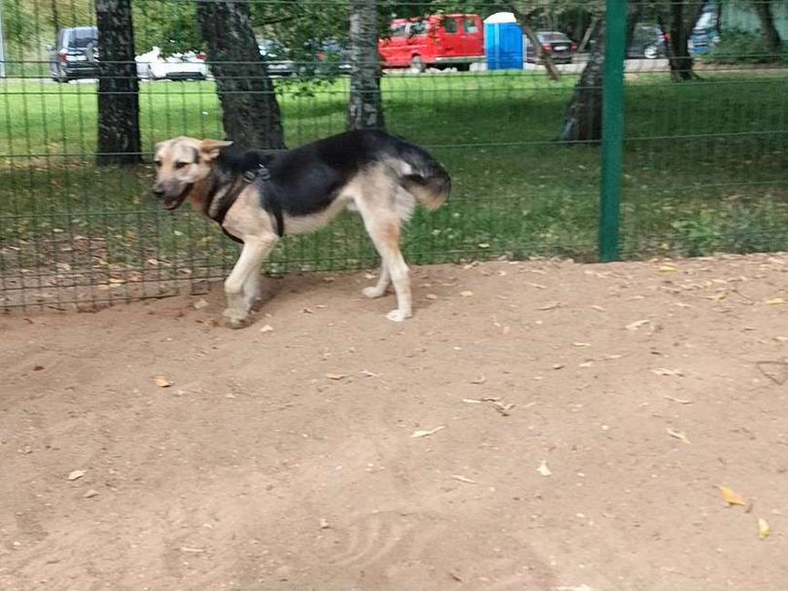 Восточноевропейская овчарка