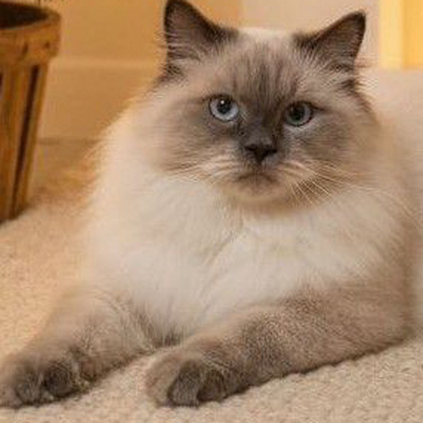 Невский маскарадный котёнок