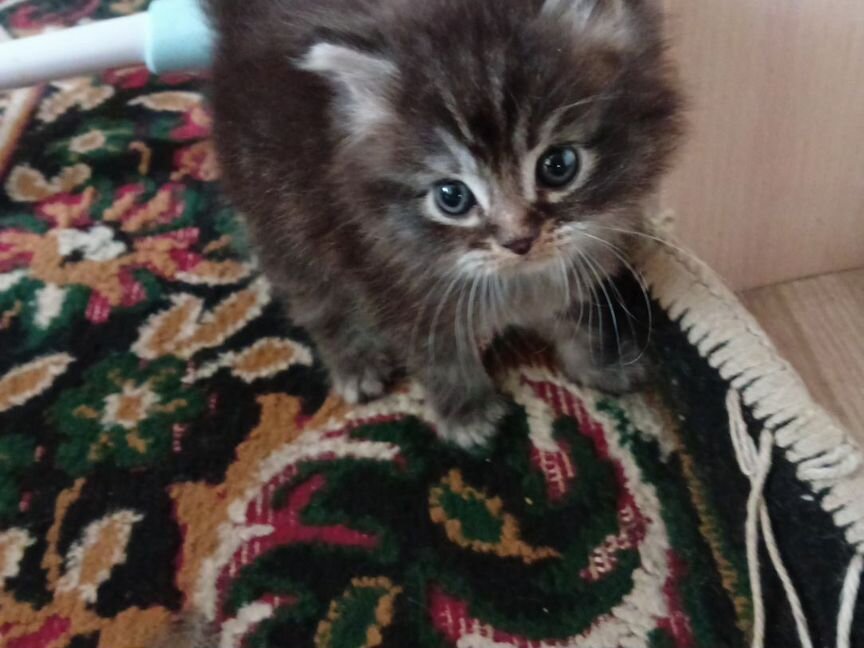 Котята мейн-кун помесь