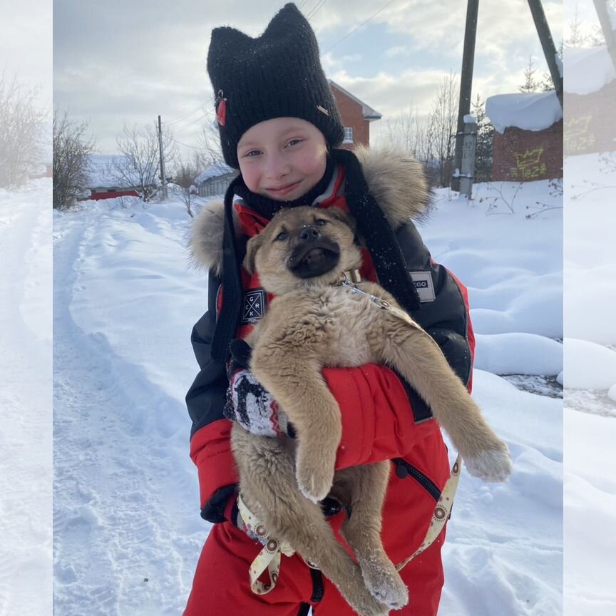 Щенок в добрые руки