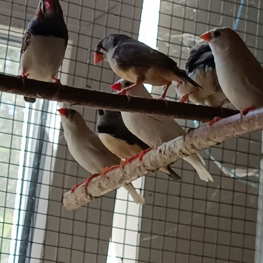 Амадины зебрики