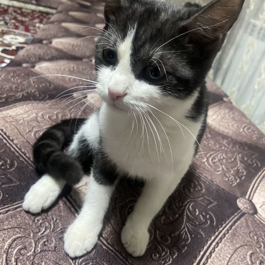 Котенок в добрые руки