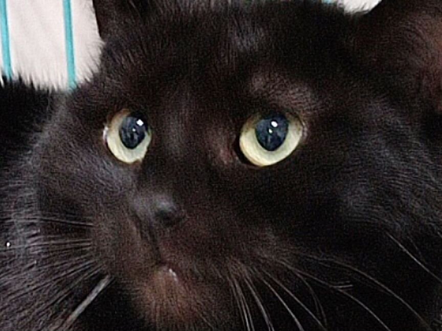 Кошка черная