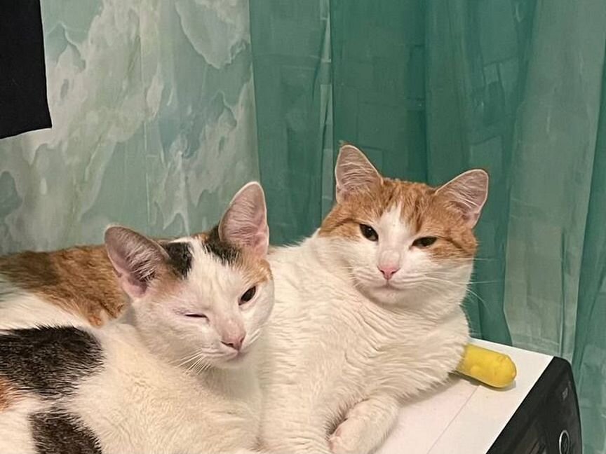 Кот в добрые руки