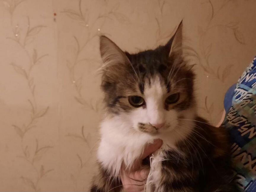 Котята в добрые руки бесплатно