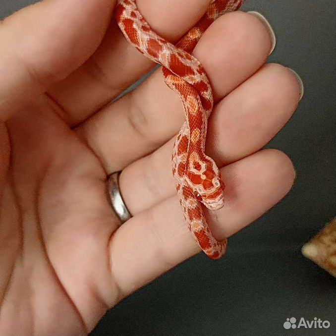 Маисовый полоз амель, самки