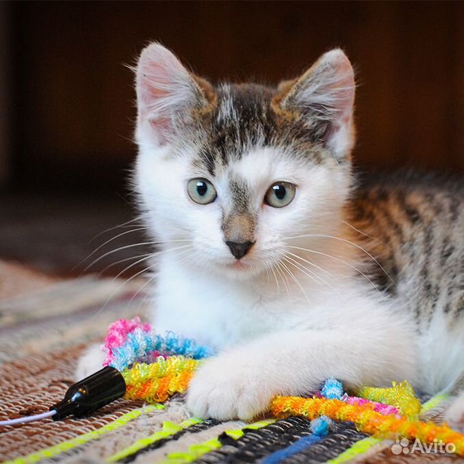 Котенок Локки ищет дом
