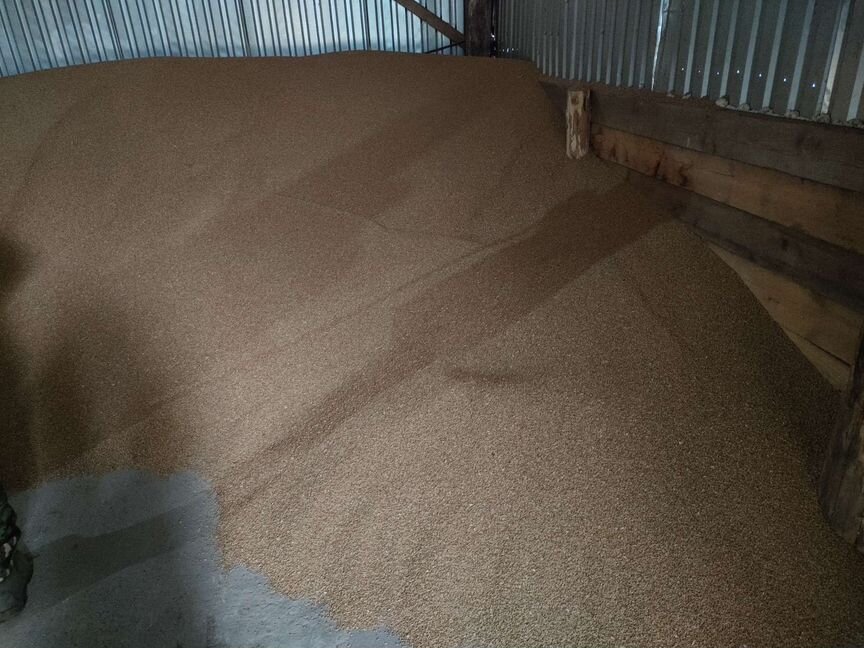 Зерно пшеница ячмень