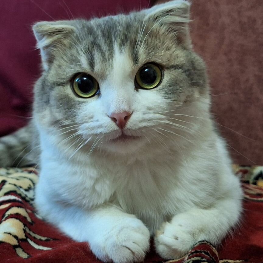 Котёнок Мультяшка пушистый с вислоухими ушами