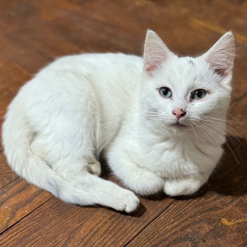 Котёнок в добрые руки