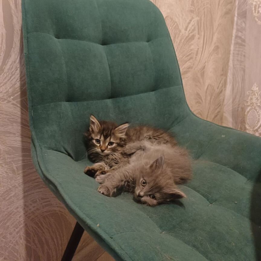 Котятки в добрые руки