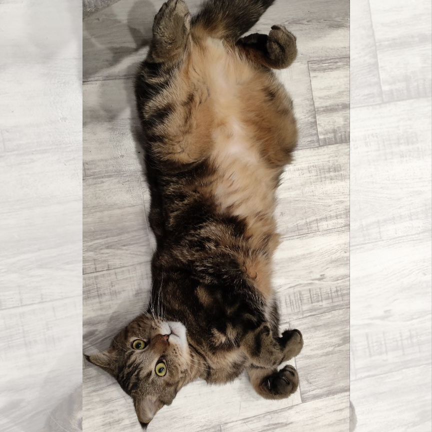 Взрослый кот в добрые руки