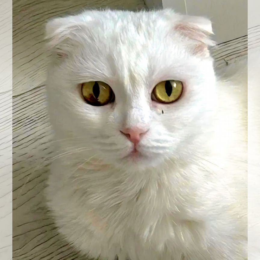 Шотландская вислоухая короткошёрстная, взрослая кошка