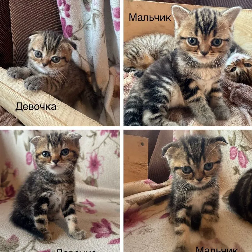 Шотландские вислоухие котята