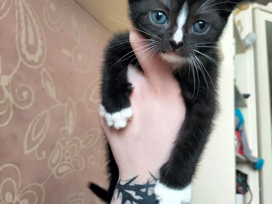 Котята манчкин