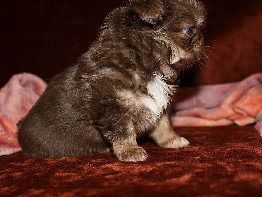 Чих мальчик