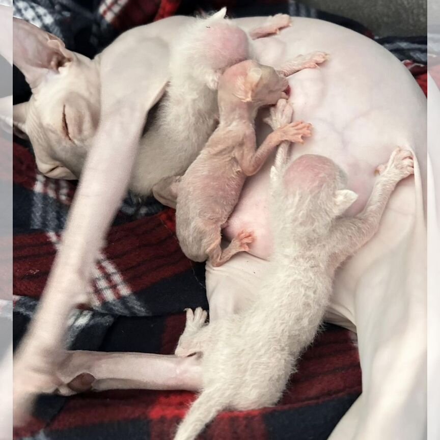 Донской сфинкс котёнок