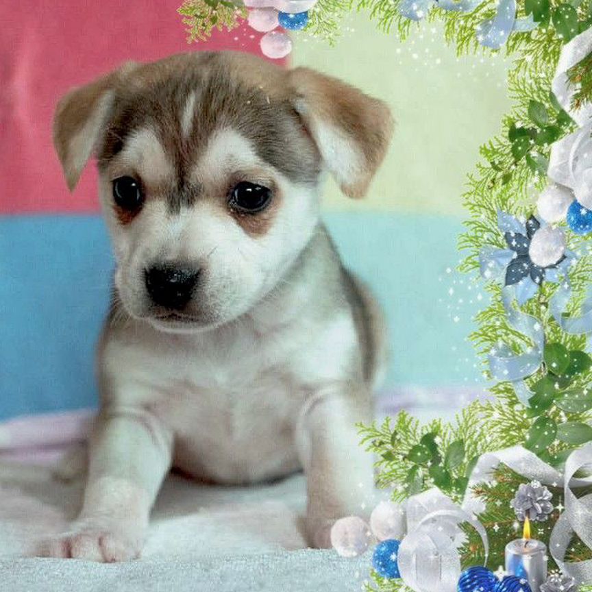 3 крохи ищут дом