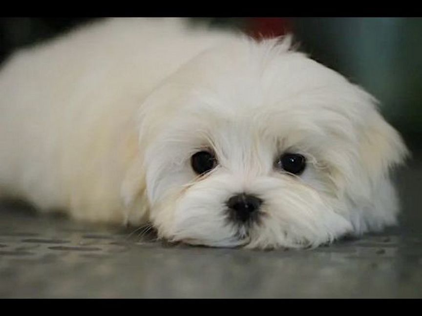 Шикарный мальчуган