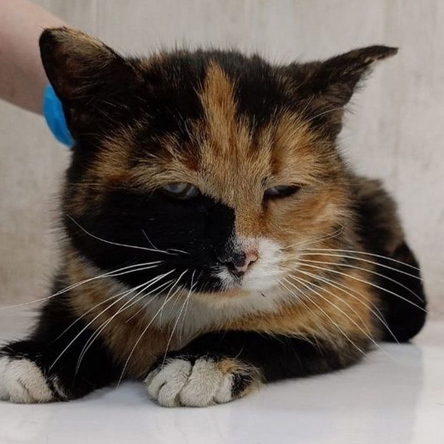 Фестивалька в добрые руки