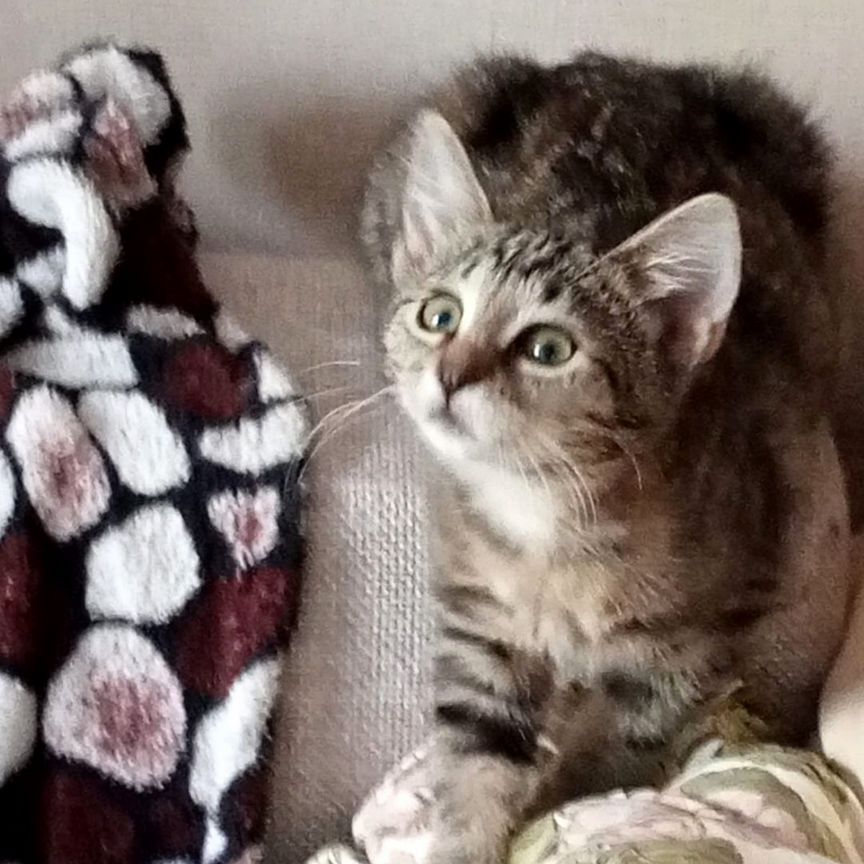 Котёнок Катюша хочет домой