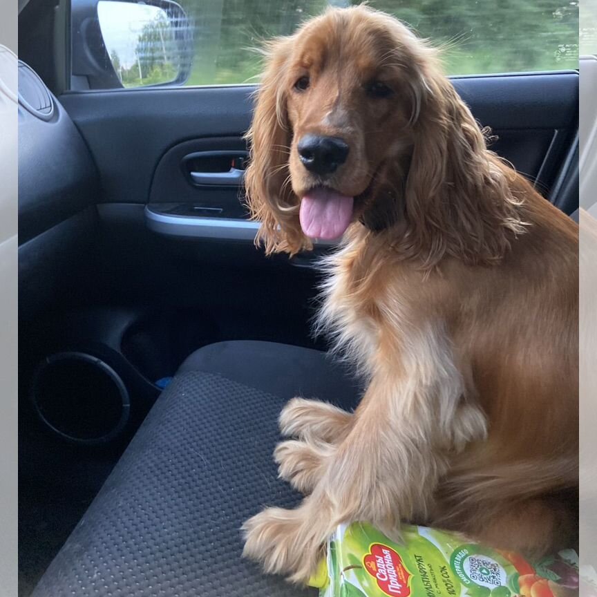 Вязка собак кокер спаниель