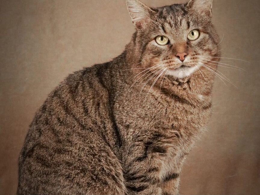 Котик Маршал ищет дом