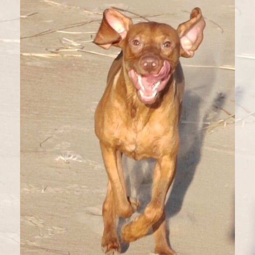 Венгерская выжла, взрослый пёс