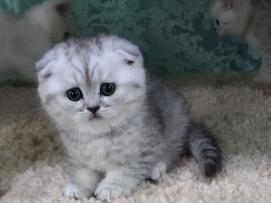 Шотландские котята