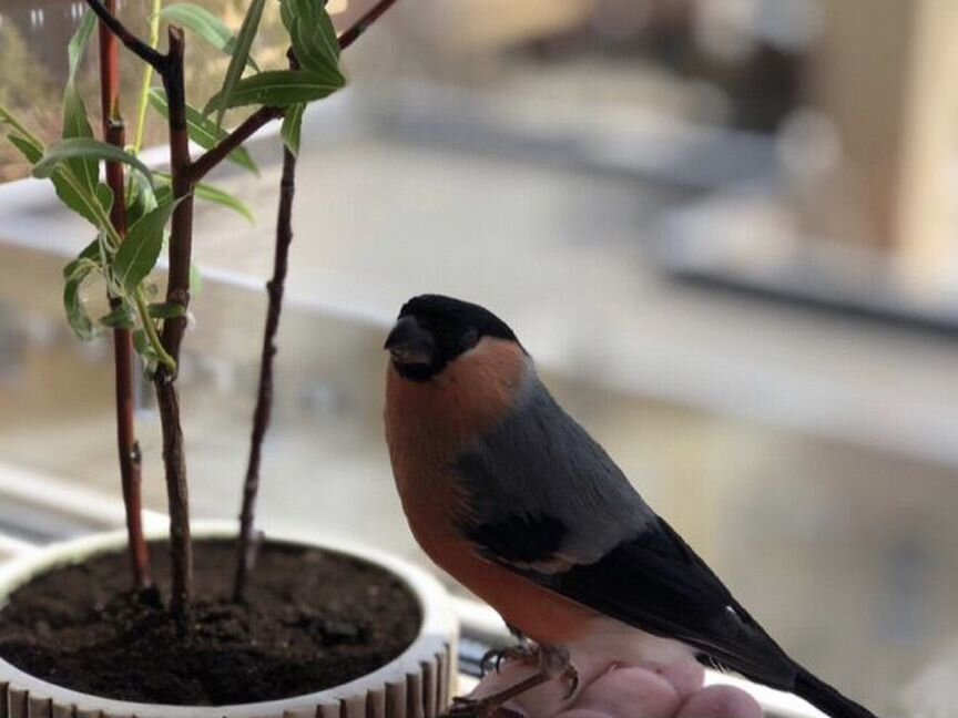 Певчие птицы