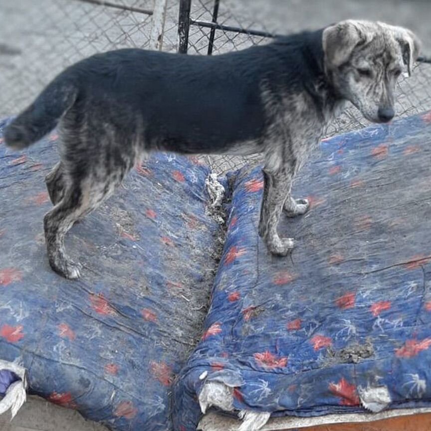 Пеппи в добрые руки