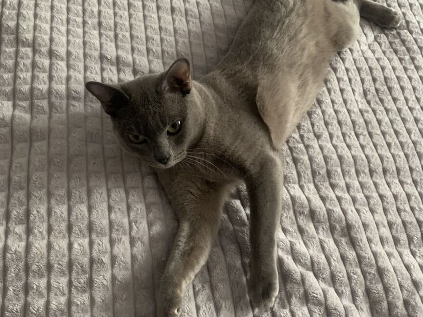 Бурманский кот