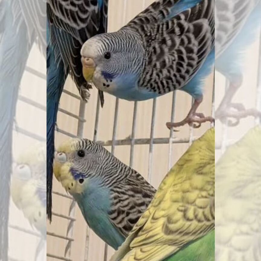 Волнистый попугай