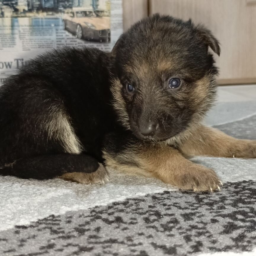 Чистокровная немочка