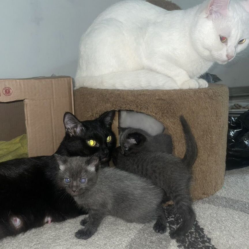 Котята