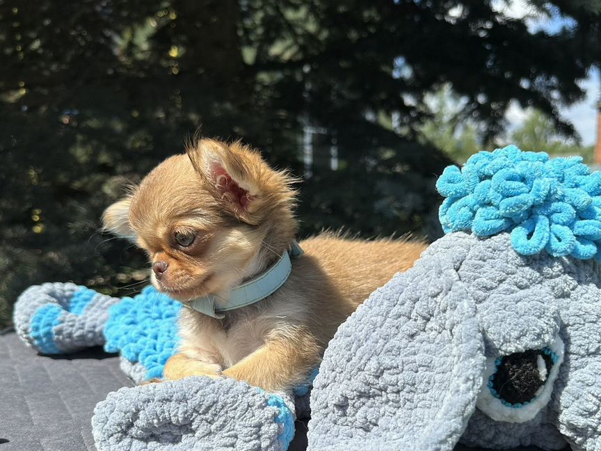 Курносый парень