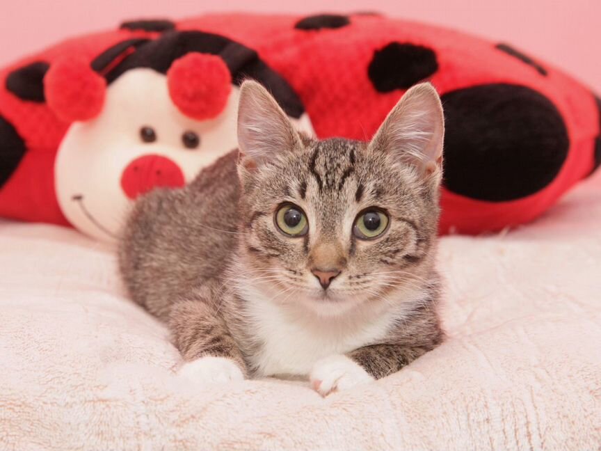 Котя Митя в добрые руки