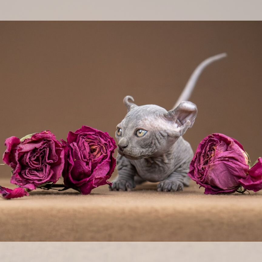 Эльф котёнок