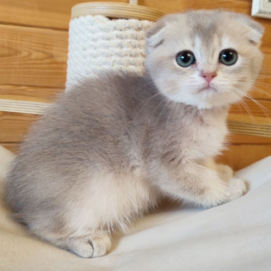 Котик Леопольд