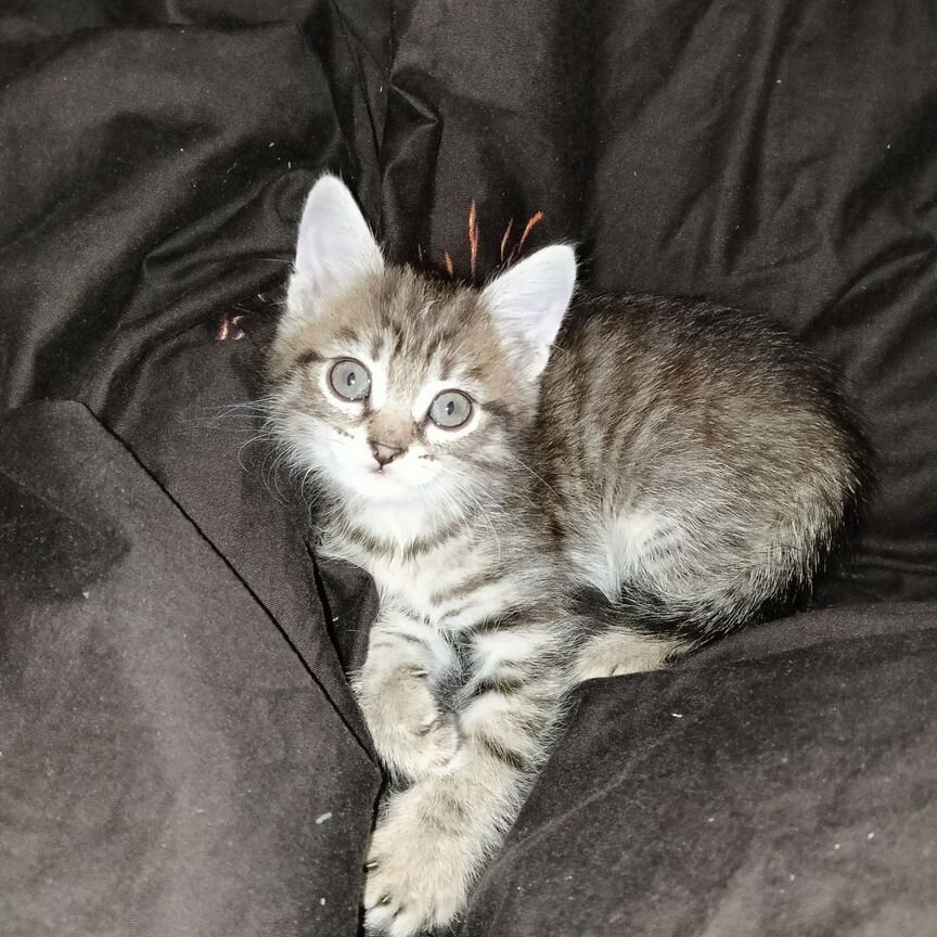 Котëнок