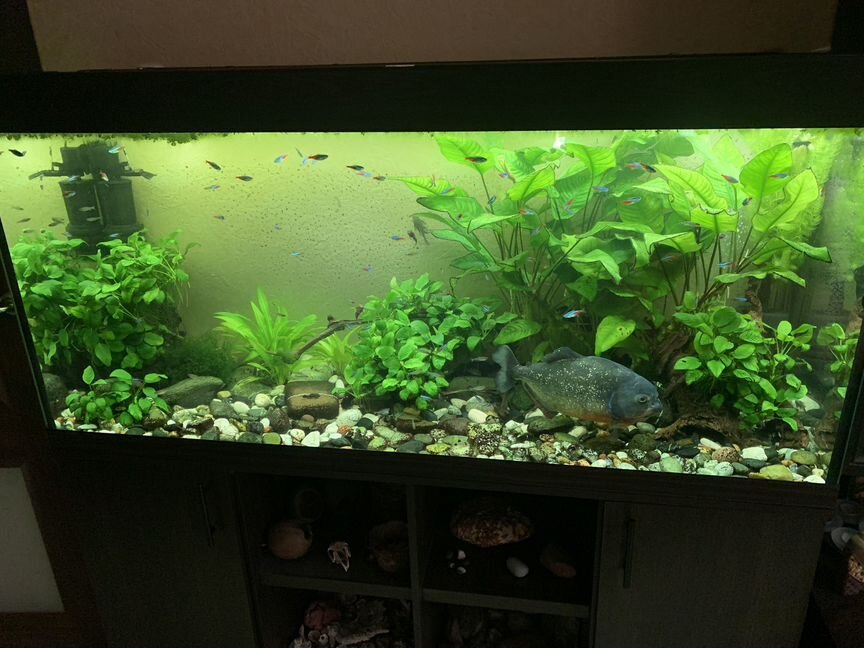 Аквариумные растения