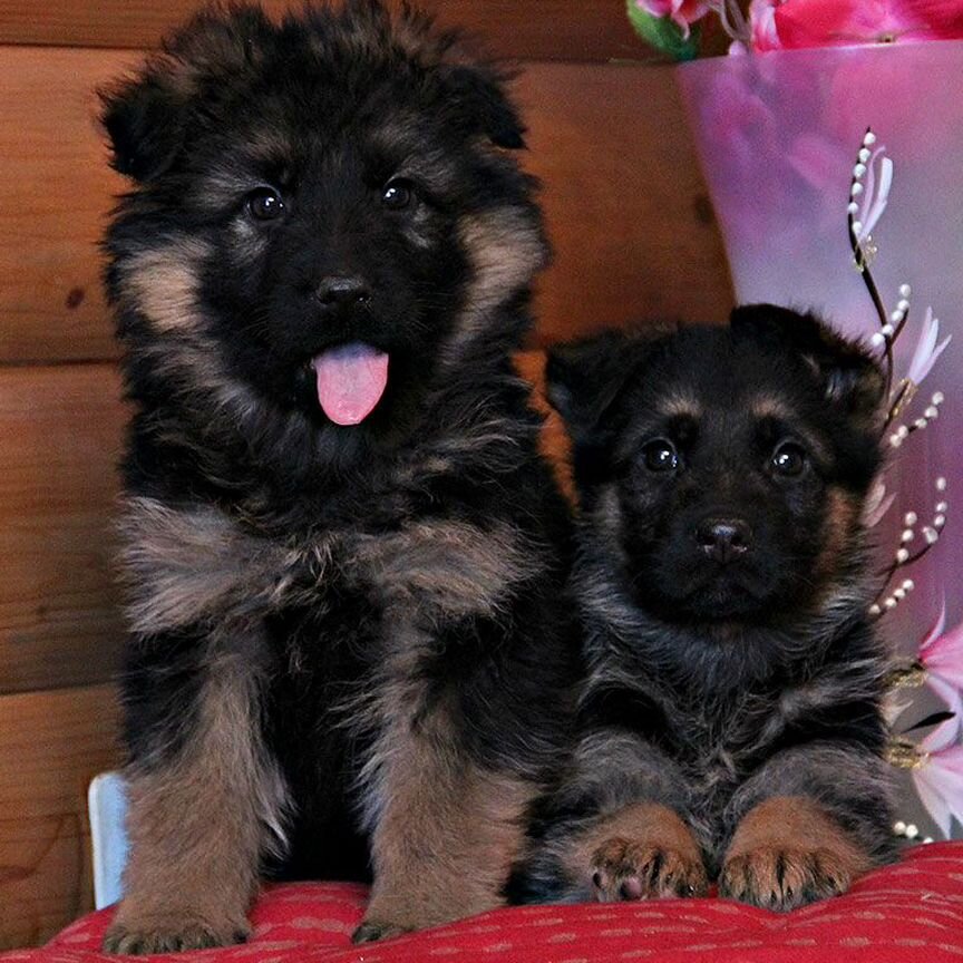 Щенки толстолапики и толстомордики немецких крупны