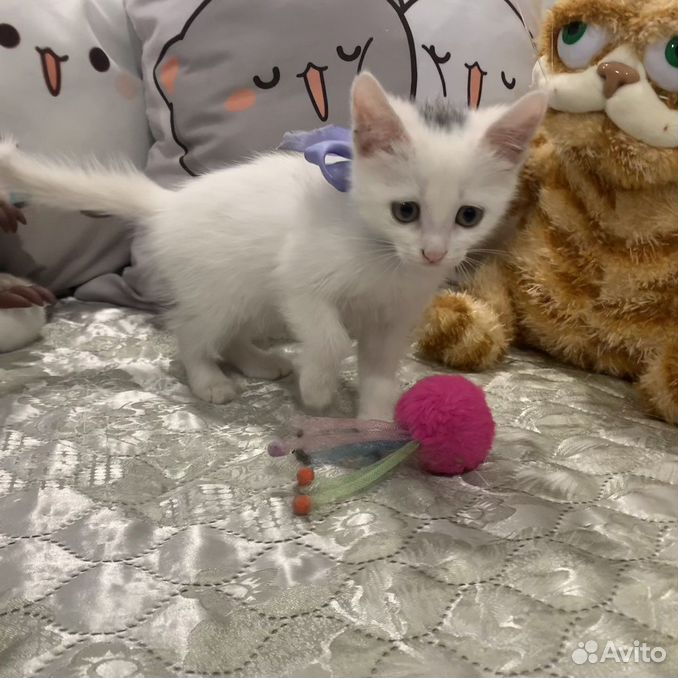 Котенок в добрве руки