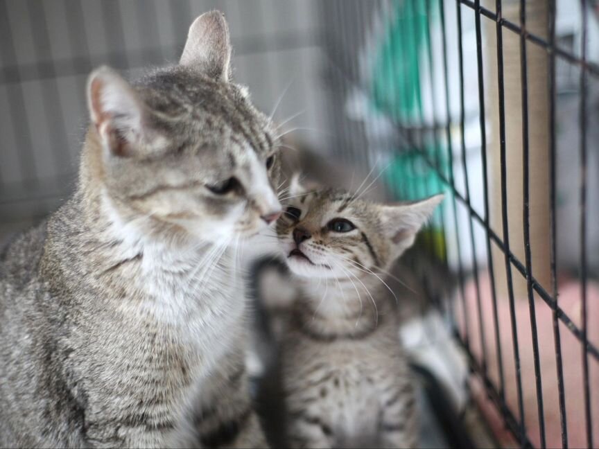 Котята ищут дом