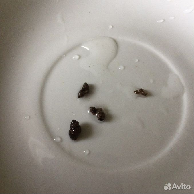 Улитка глубинная Тиломелания—— Мелания