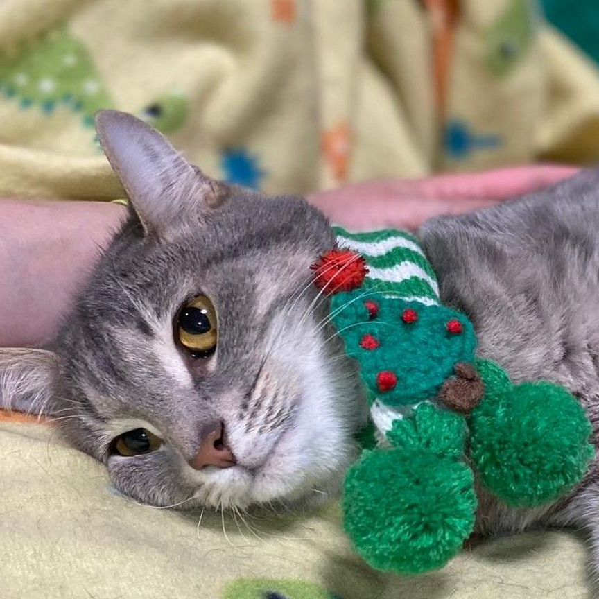 Серый кот Атос из приюта в добрые руки