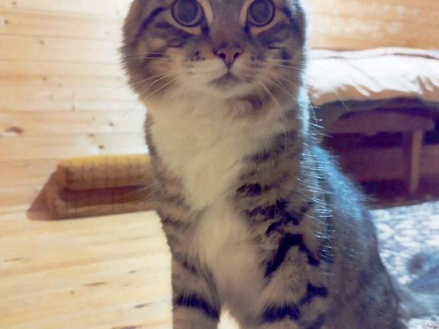 Ненужный кот хочет жить