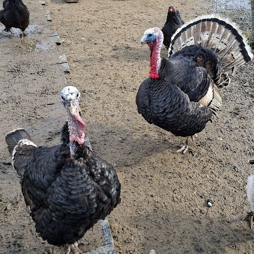 Продам индюка